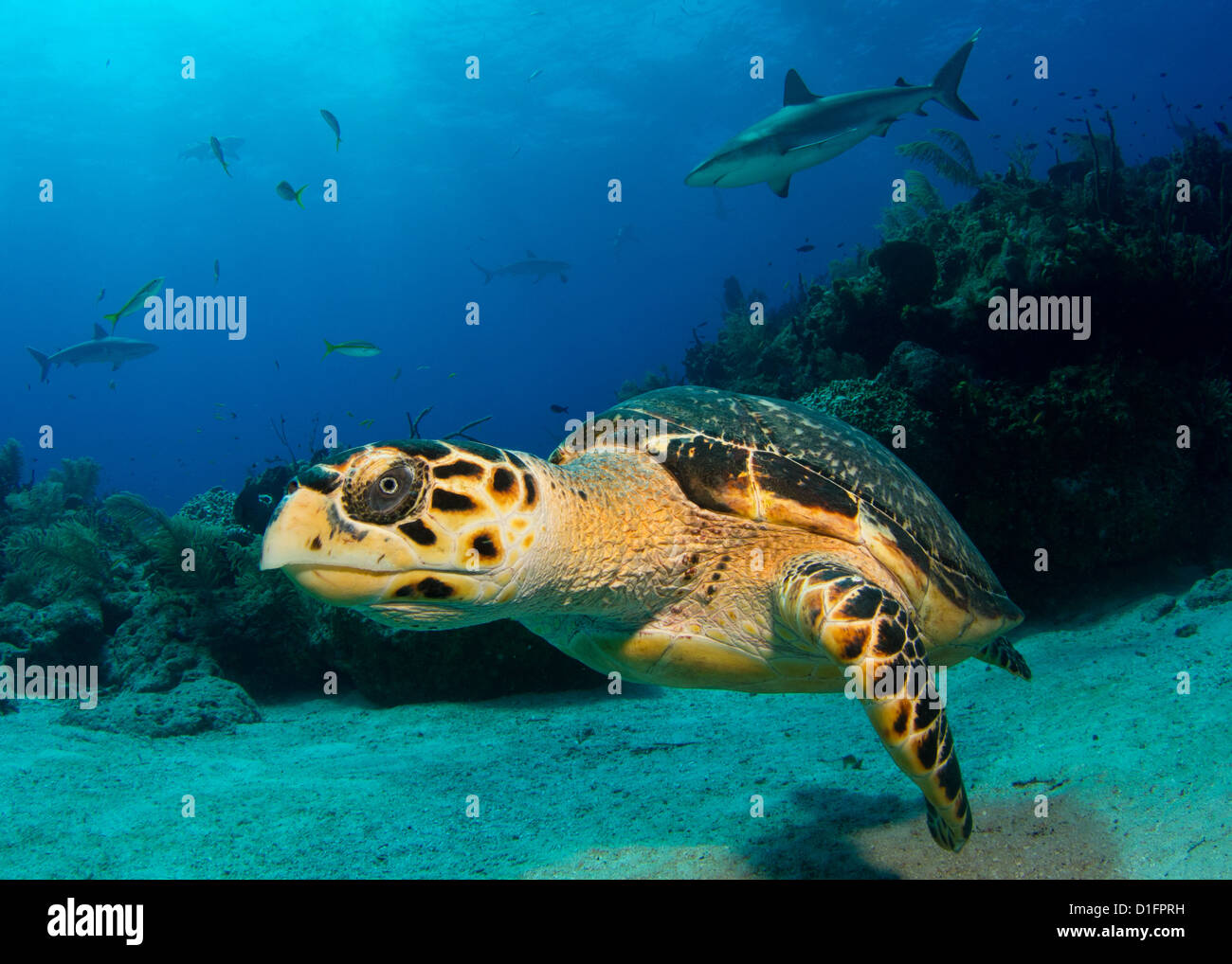Hawksbill Sea Turtle Stock Photo - Alamy