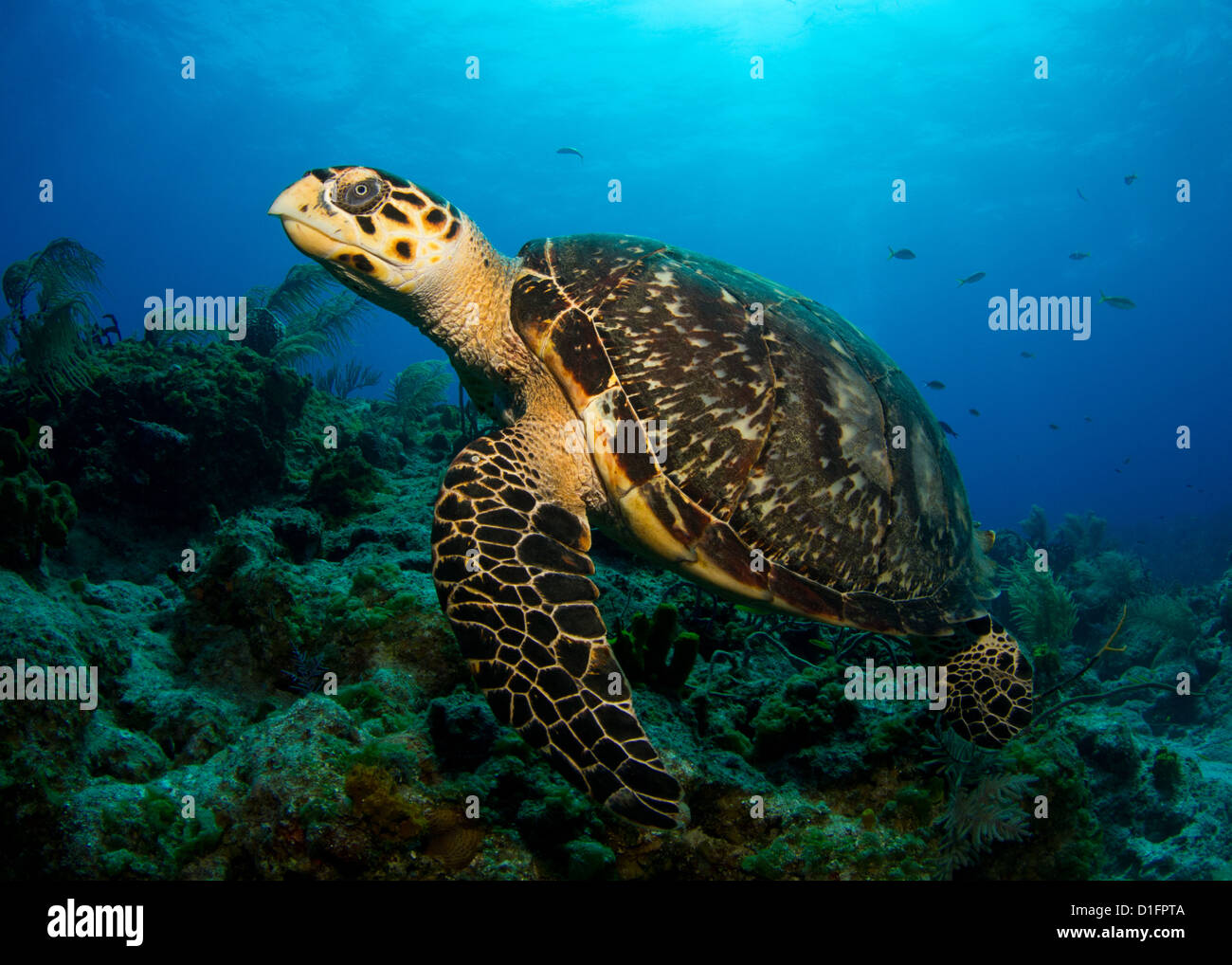 Hawksbill sea turtle hi-res stock photography and images - Alamy