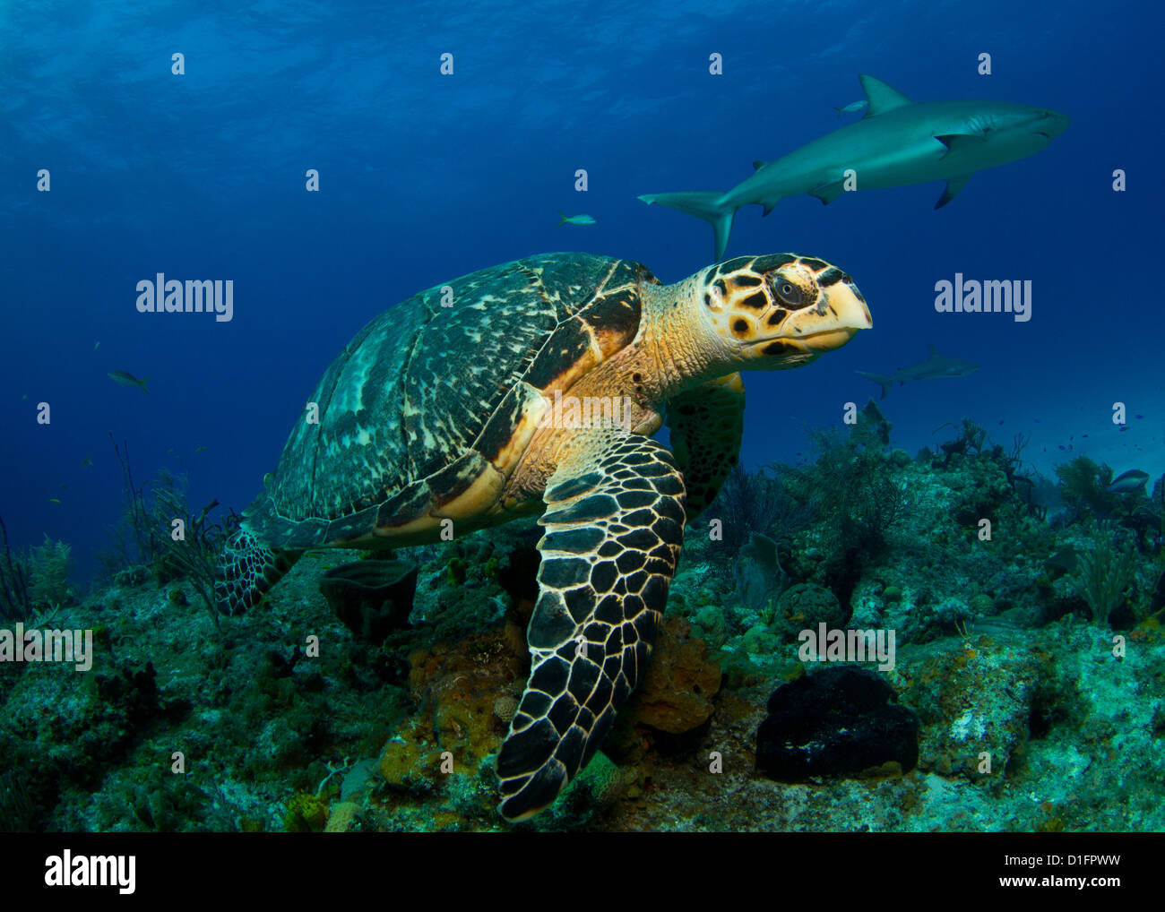 Sea turtle underwater mating hi-res stock photography and images - Alamy