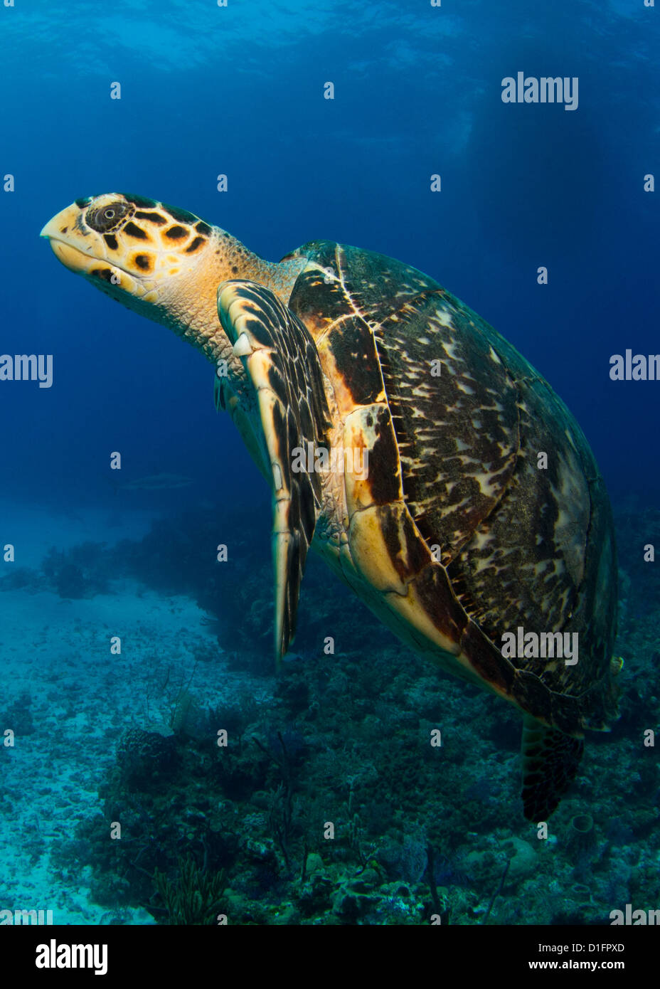 Hawksbill Sea Turtle Stock Photo - Alamy