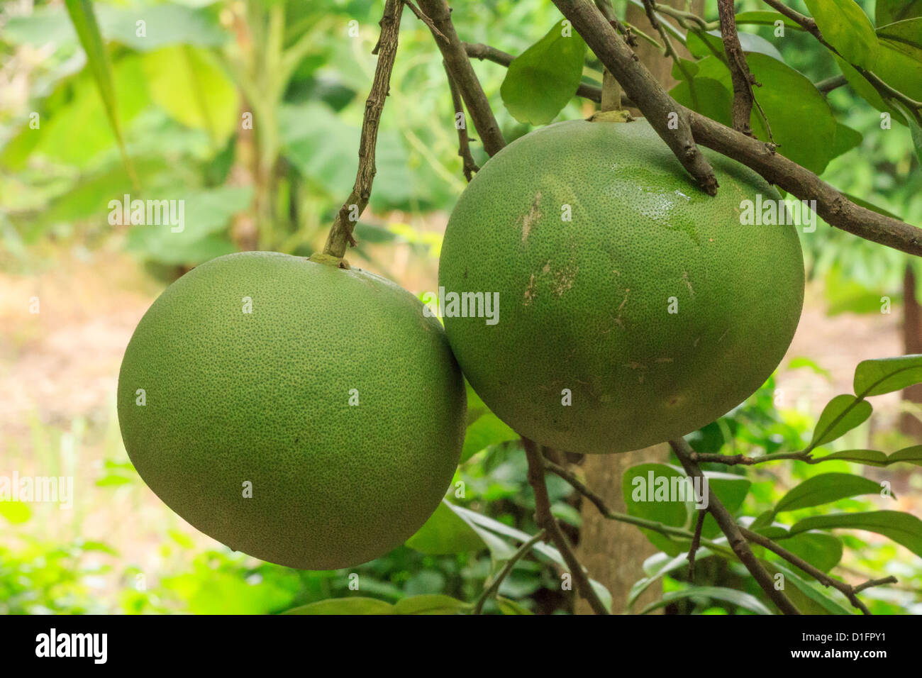 Grapefruit with tree hi-res stock photography and images - Alamy