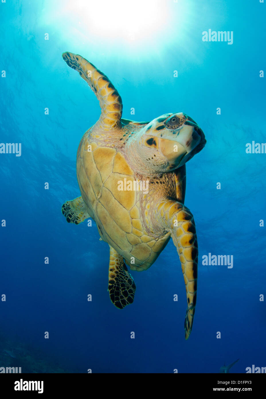 Hawksbill Sea Turtle Stock Photo - Alamy