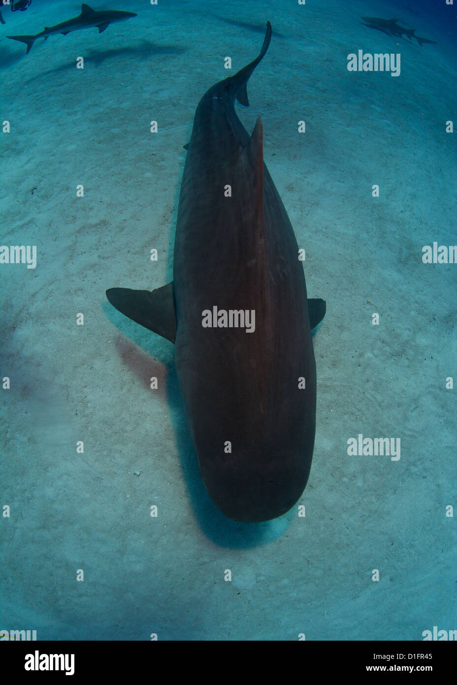 Tiger Shark Below Stock Photo - Alamy