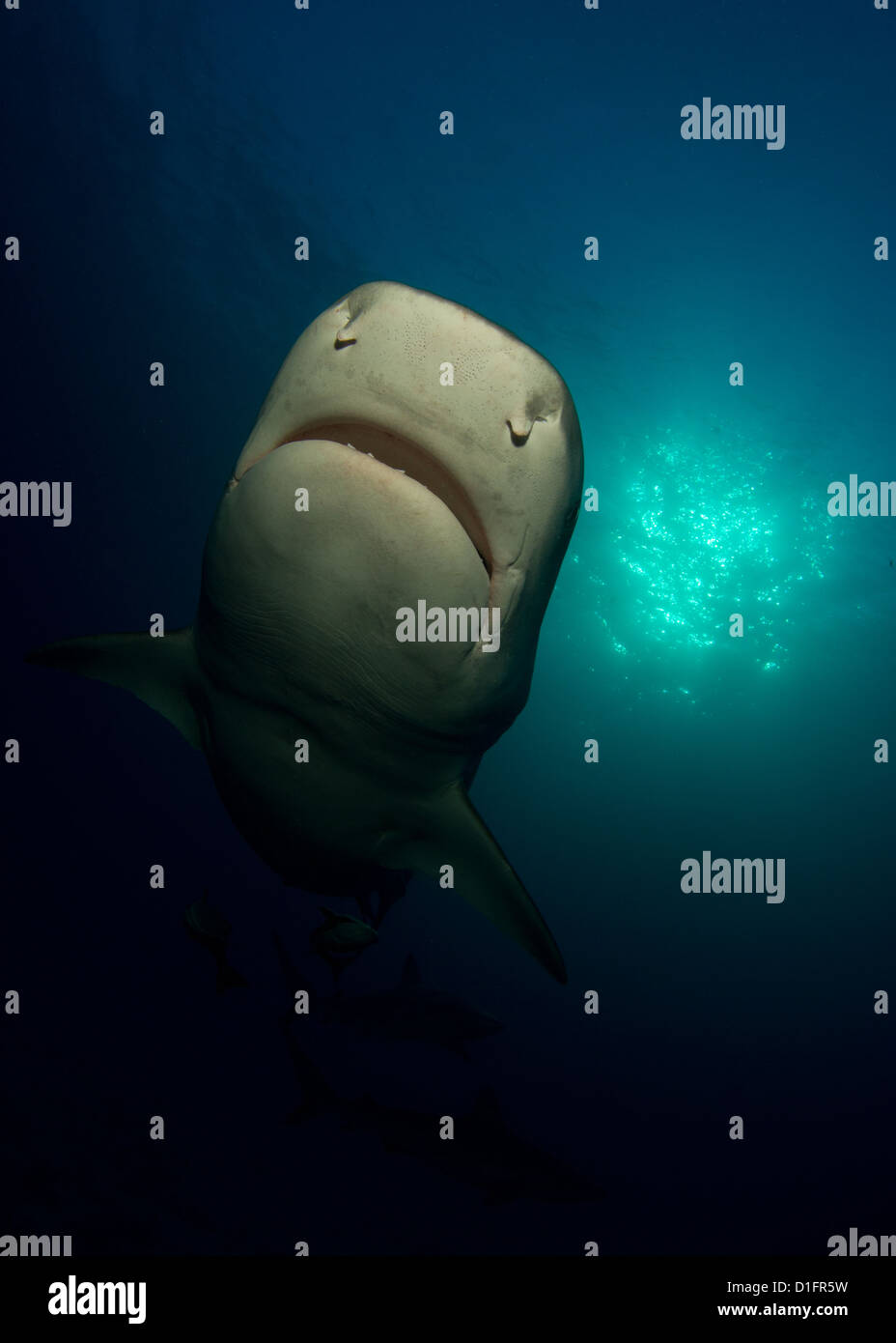 Tiger shark attack hi-res stock photography and images - Alamy