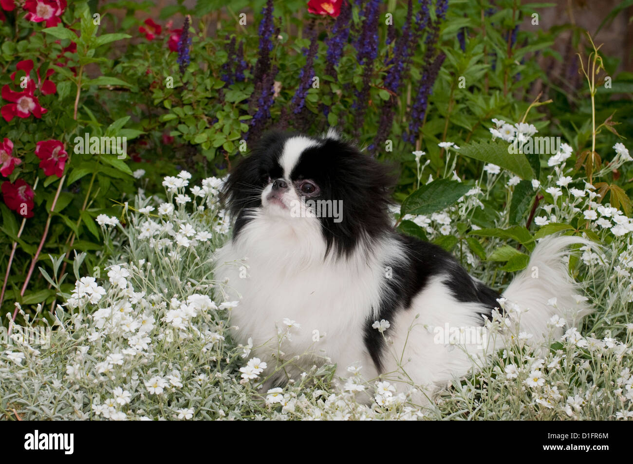 Japanese chin sitting flowers hi-res stock photography and images - Alamy