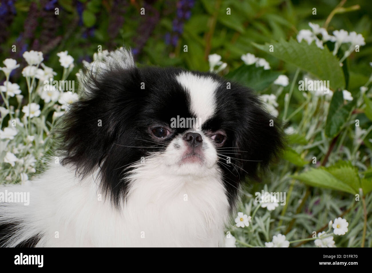 Japanese chin sitting flowers hi-res stock photography and images - Alamy
