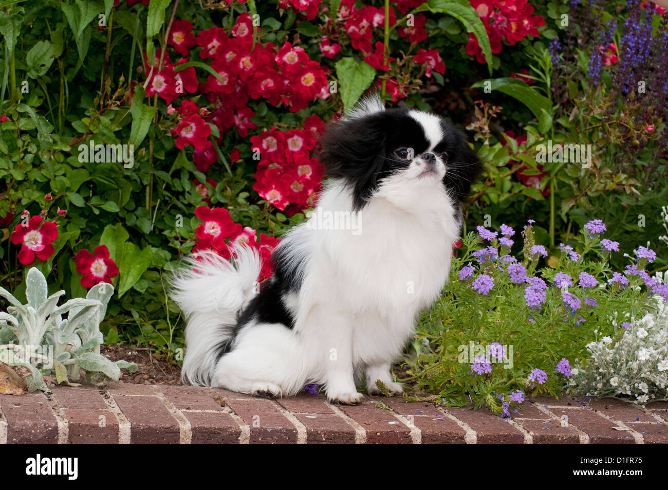 Japanese chin sitting flowers hi-res stock photography and images - Alamy