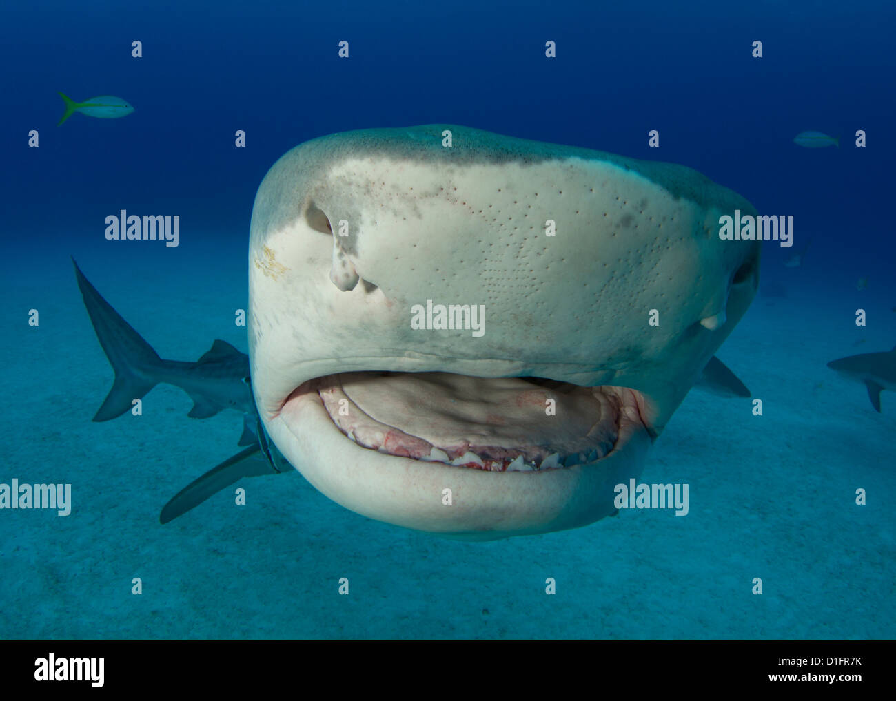 Denticles shark hi-res stock photography and images - Alamy