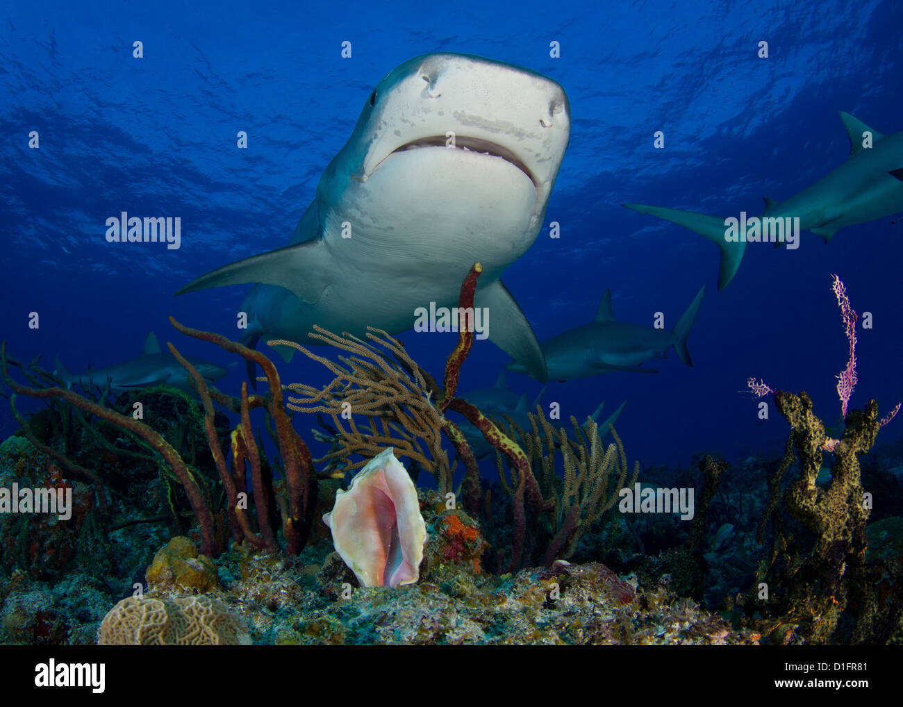 Tiger Shark Swimming Over a Conch Shell Stock Photo - Alamy