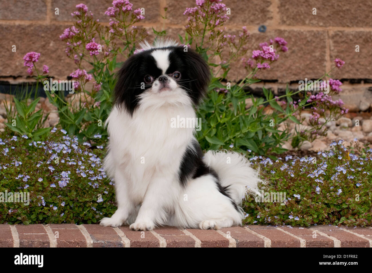 Japanese chin hi-res stock photography and images - Alamy