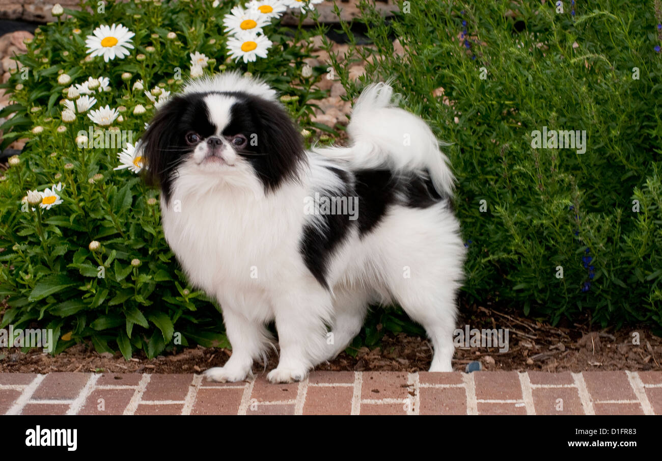Japanese chin hi-res stock photography and images - Alamy
