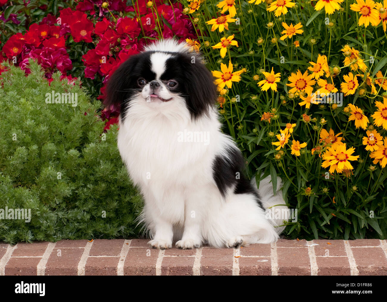 Japanese chin sitting flowers hi-res stock photography and images - Alamy
