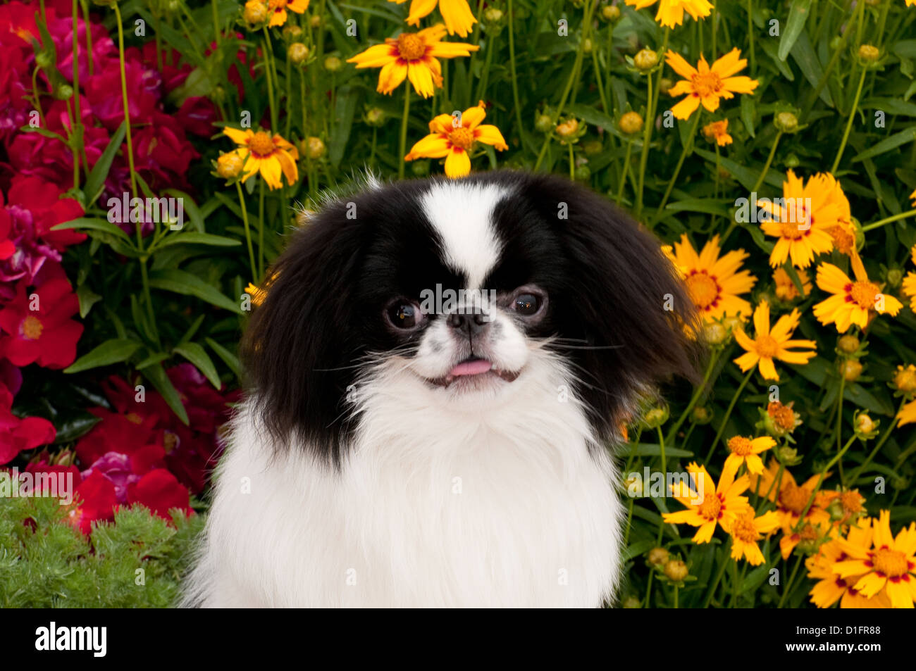 Japanese Chin-close up Stock Photo - Alamy