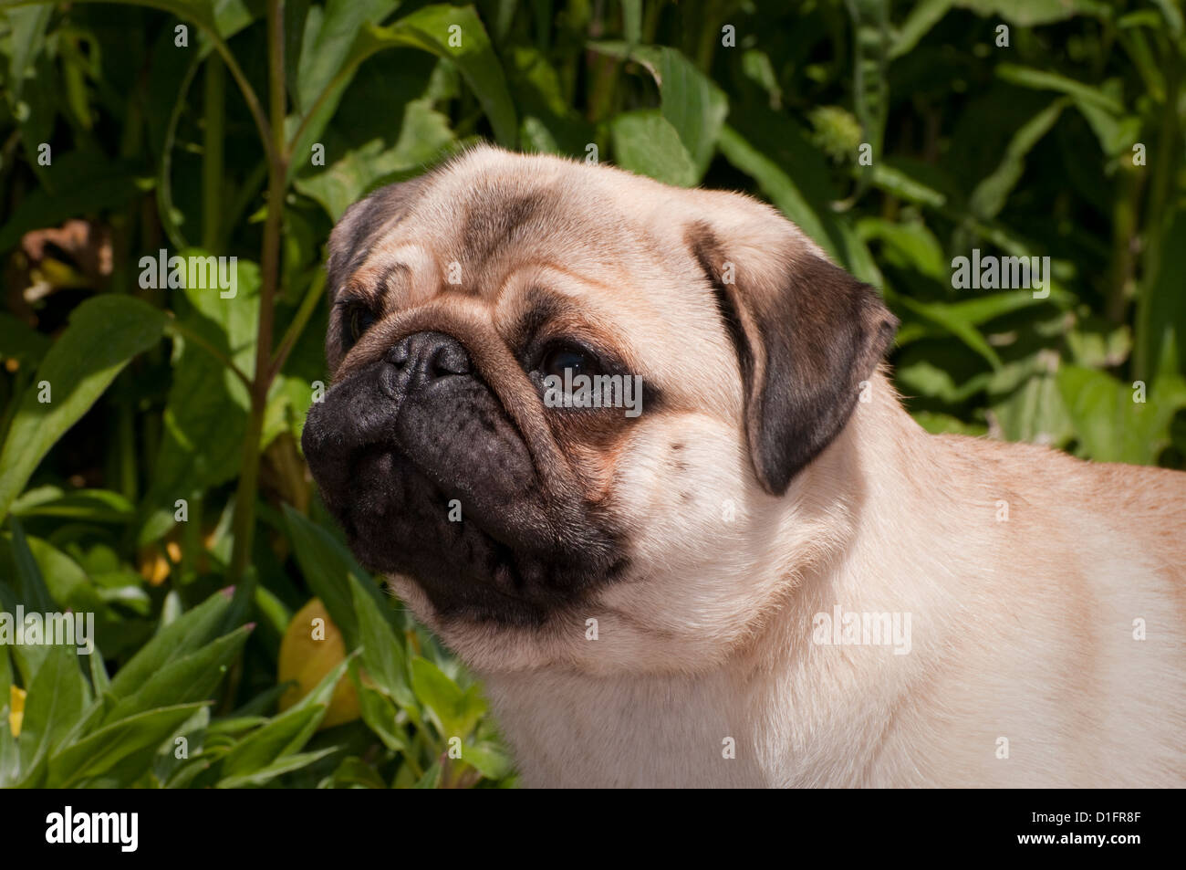 Pug Head High Resolution Stock Photography and Images - Alamy