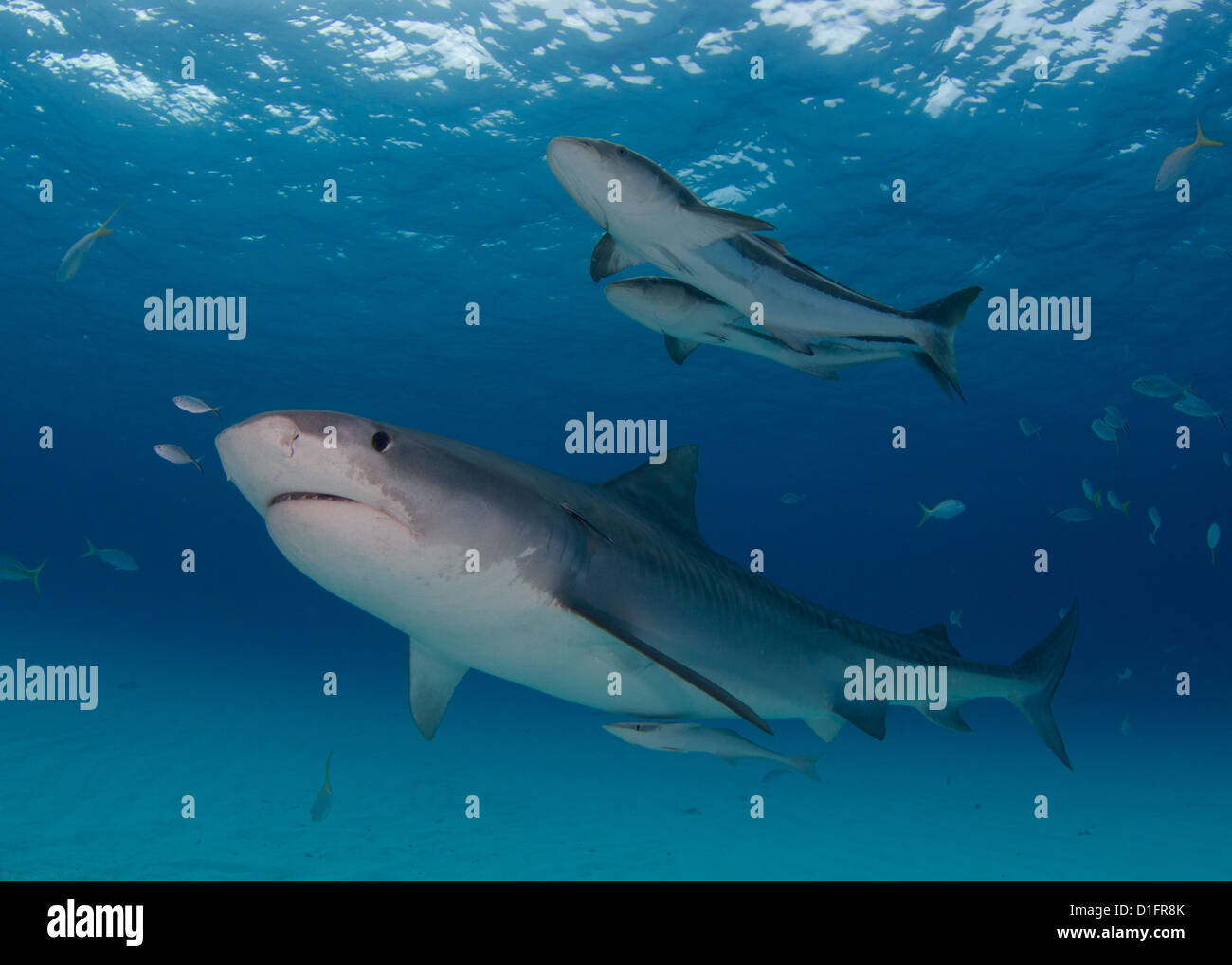 Tiger Shark and Cobia Stock Photo - Alamy