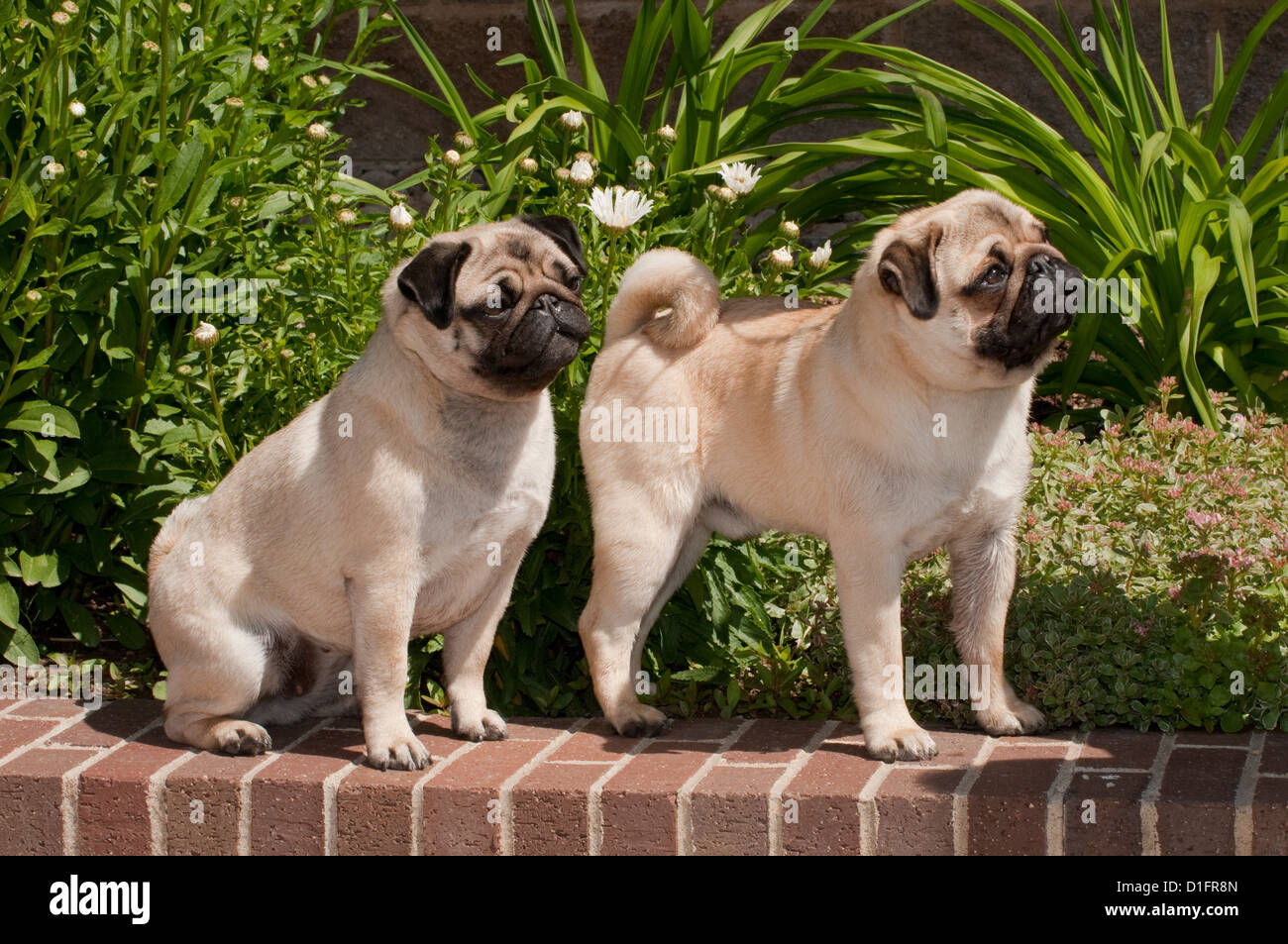 Two pugs hi-res stock photography and images - Alamy