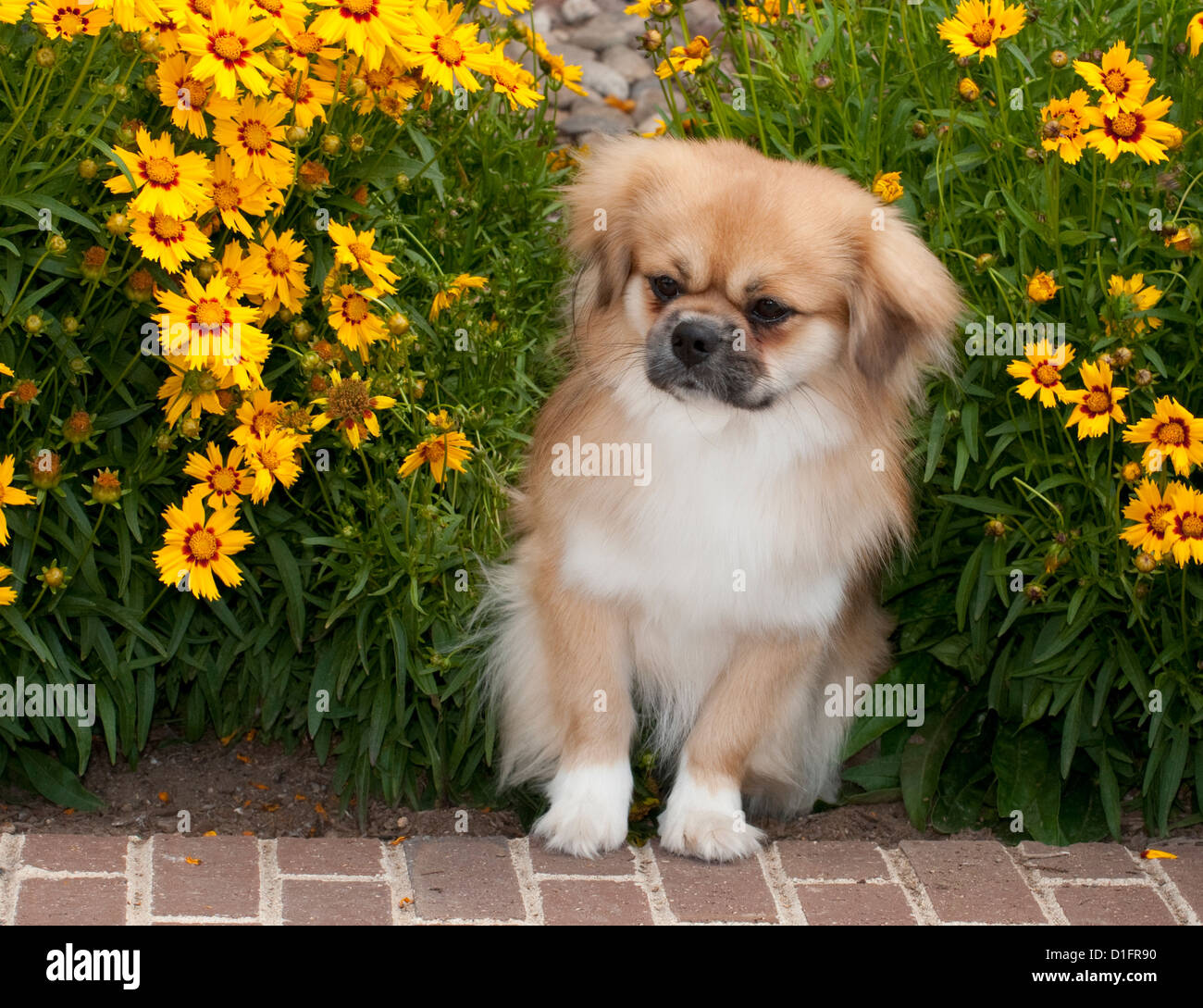 Tibetan Spaniel sitting Stock Photo - Alamy