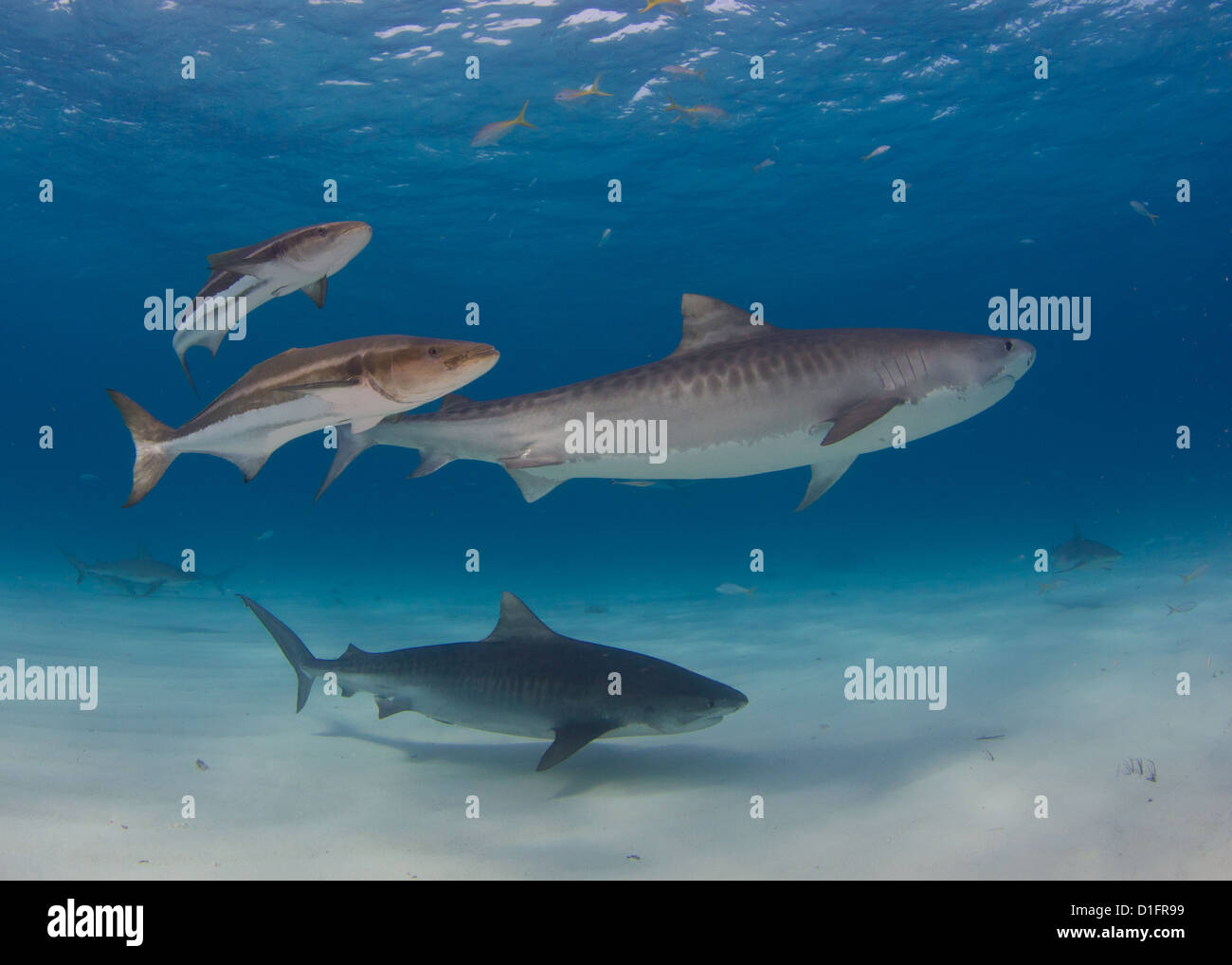 Cobia fish hi-res stock photography and images - Alamy