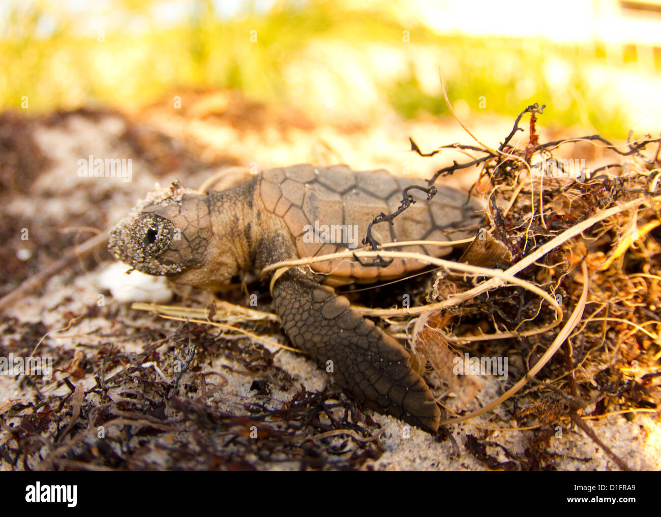 Baby Loggerhead Sea Turtle Hatchling Stock Photo - Alamy