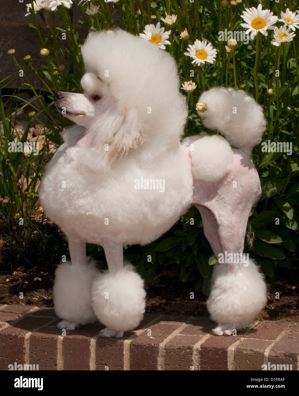 Miniature poodle standing hi-res stock photography and images - Alamy