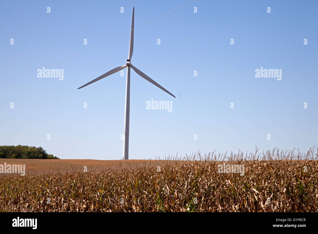 Wind turbine in center of farm corn field. Northfield Minnesota MN USA ...
