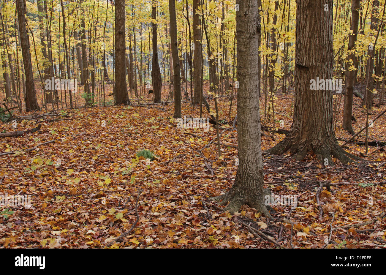 Forest Floor in Fall Stock Photo - Alamy