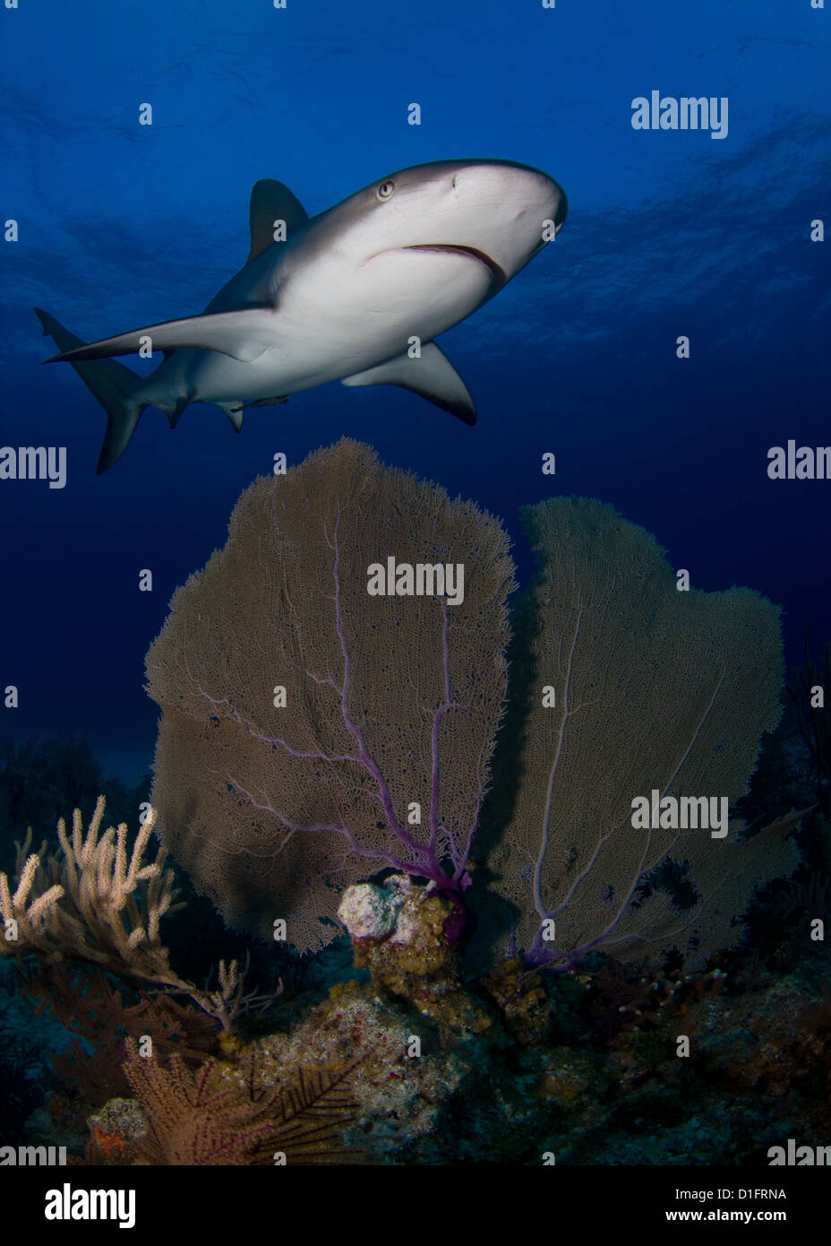 Caribbean Reef Shark in the Bahamas Stock Photo - Alamy