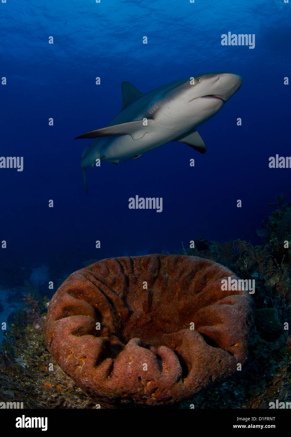 Caribbean Reef Shark in the Bahamas Stock Photo - Alamy