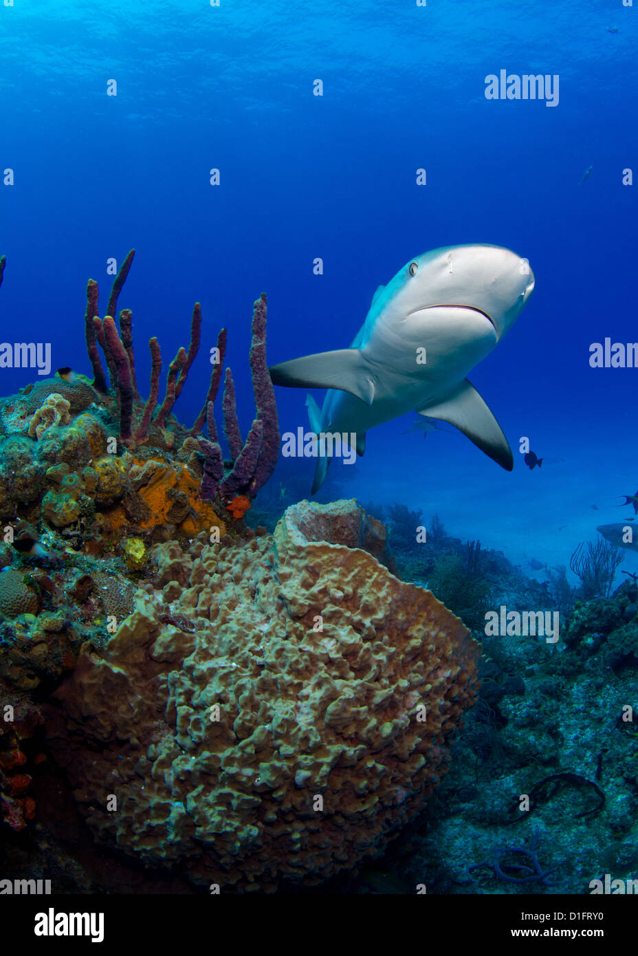 Caribbean Reef Shark in the Bahamas Stock Photo - Alamy