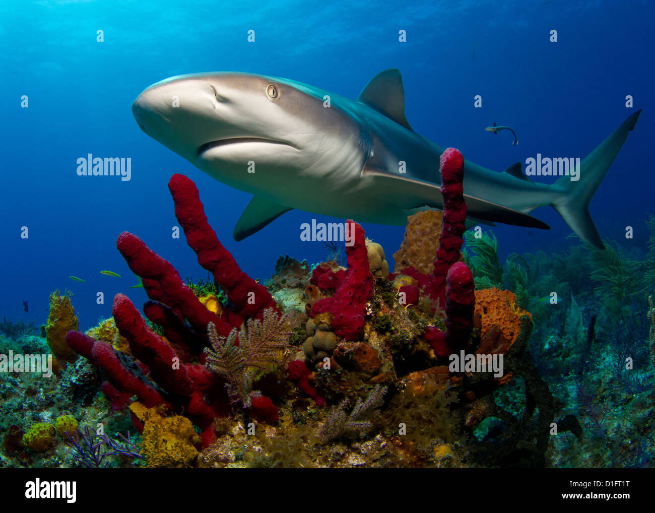 Caribbean Reef Shark in the Bahamas Stock Photo - Alamy