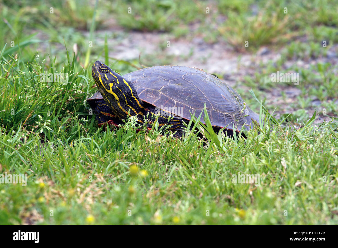 Western painted turtle hi-res stock photography and images - Alamy