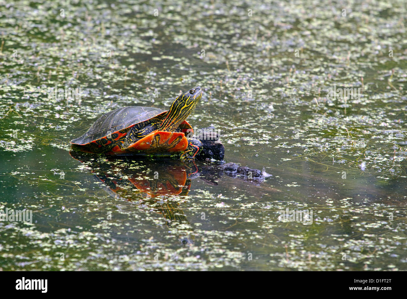 Pattern of the turtle shell hi-res stock photography and images - Alamy