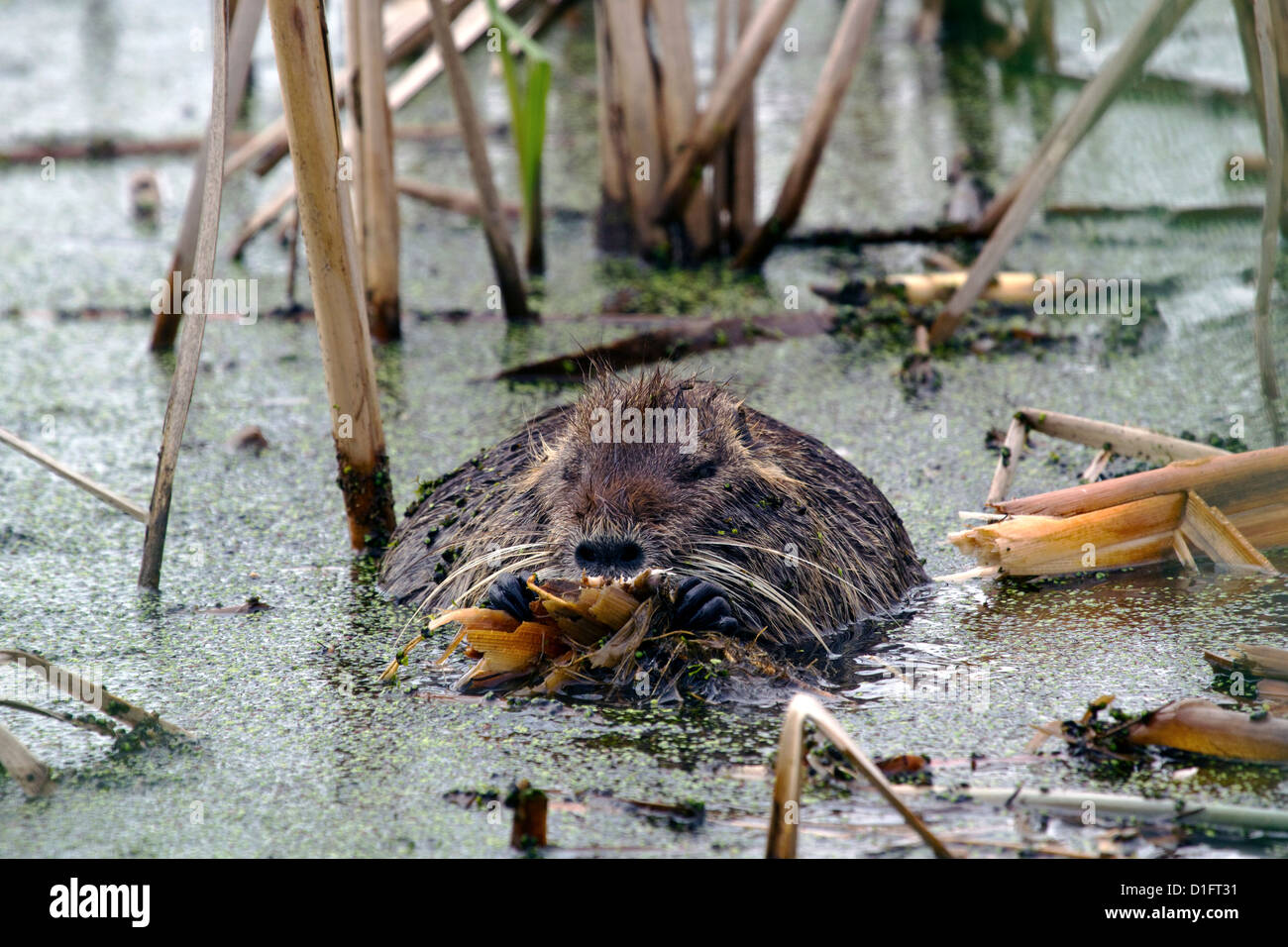 Wet nutria hi-res stock photography and images - Alamy