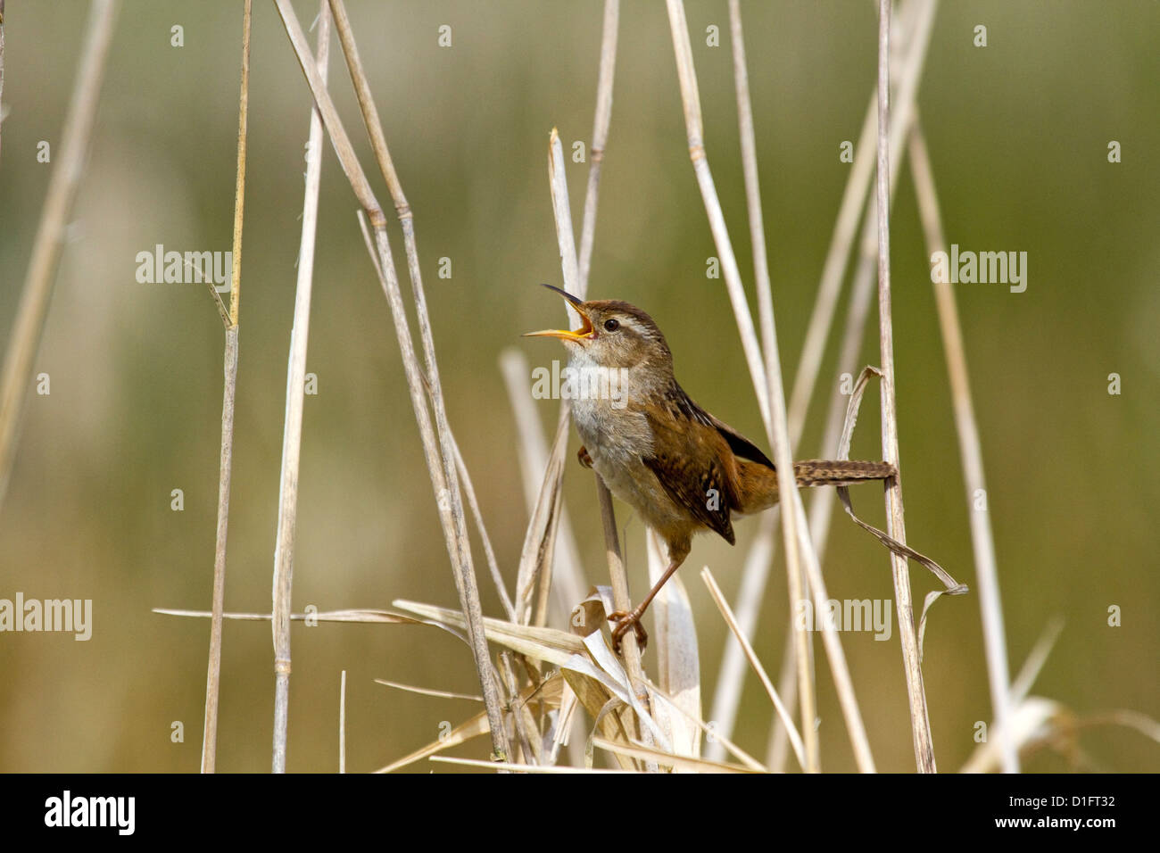 Happy wren hi-res stock photography and images - Alamy