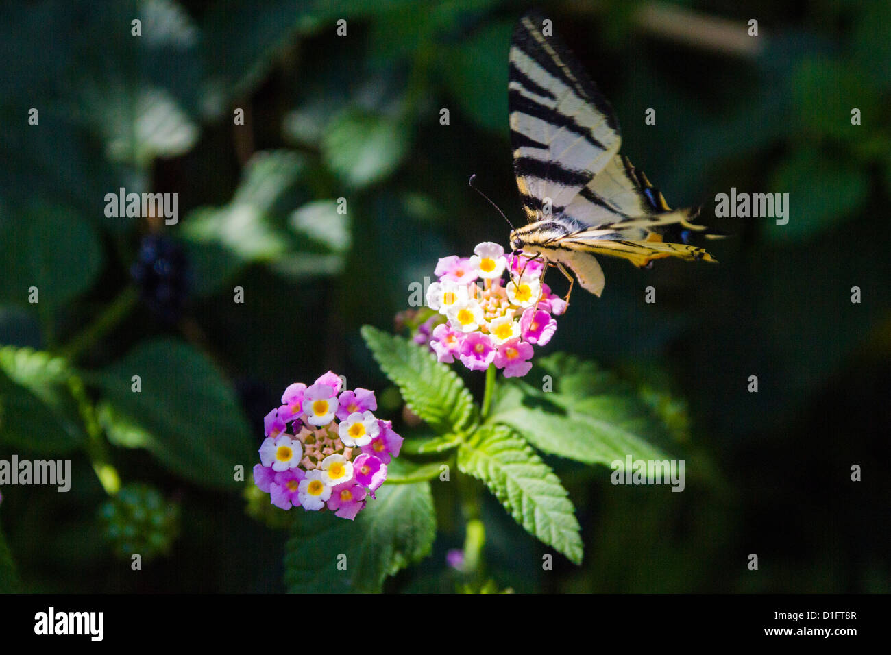 Western Tiger Swallowtail Stock Photo - Alamy
