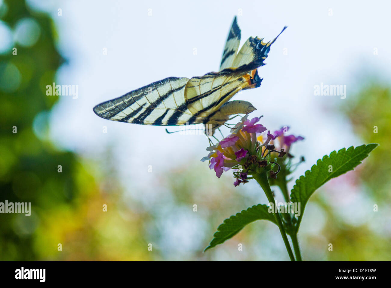Western Tiger Swallowtail Stock Photo - Alamy
