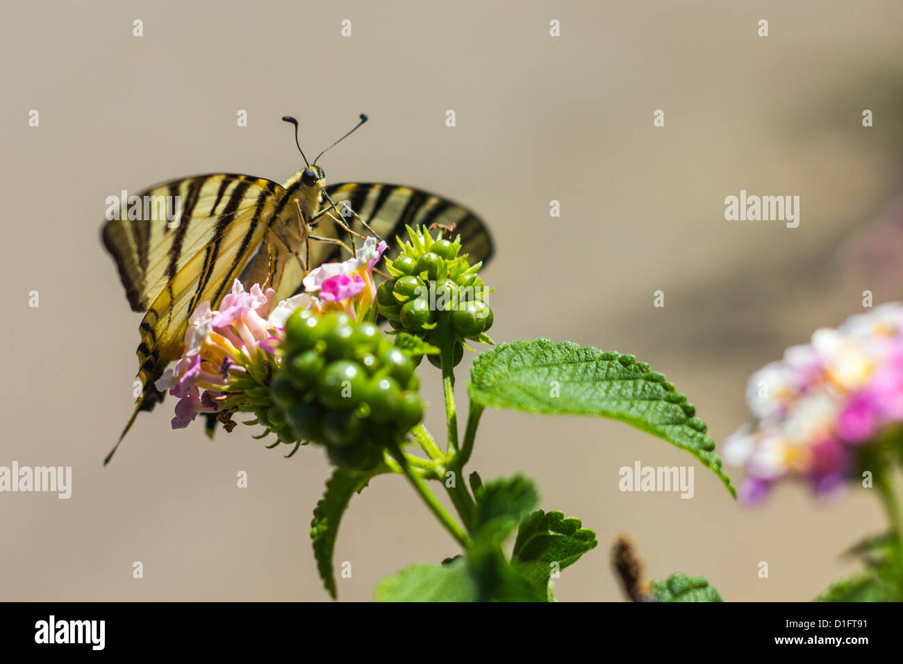 Western Tiger Swallowtail Stock Photo - Alamy