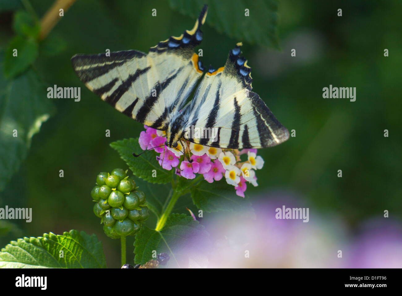 Western Tiger Swallowtail Stock Photo - Alamy
