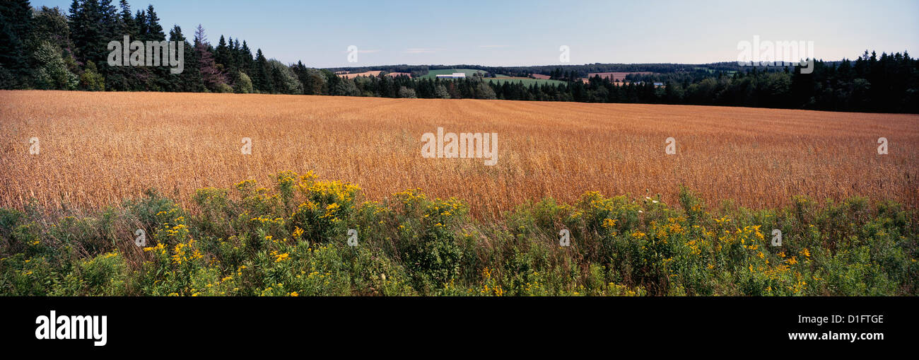 Oat Grain Field at Lower Newton, PEI, Prince Edward Island, Canada ...