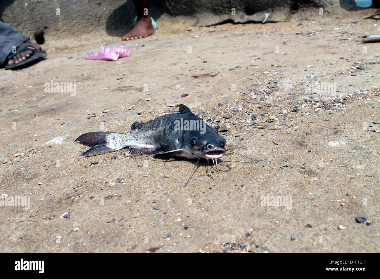 Catfish mouth hi-res stock photography and images - Alamy