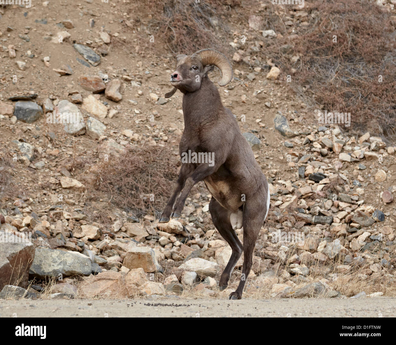 Ram Animal Butting Heads