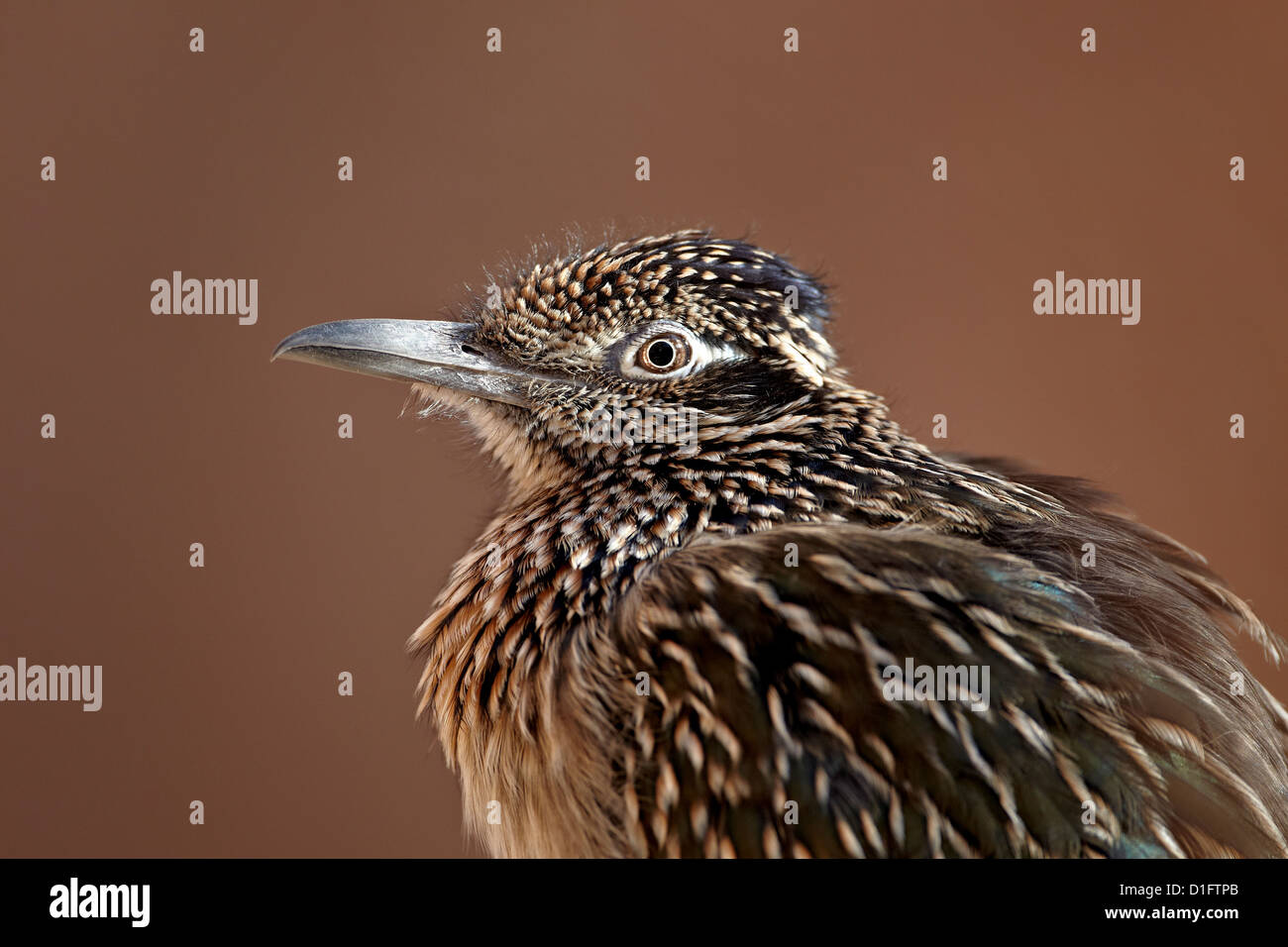 Greater roadrunner (Geococcyx californianus) in captivity, Living ...