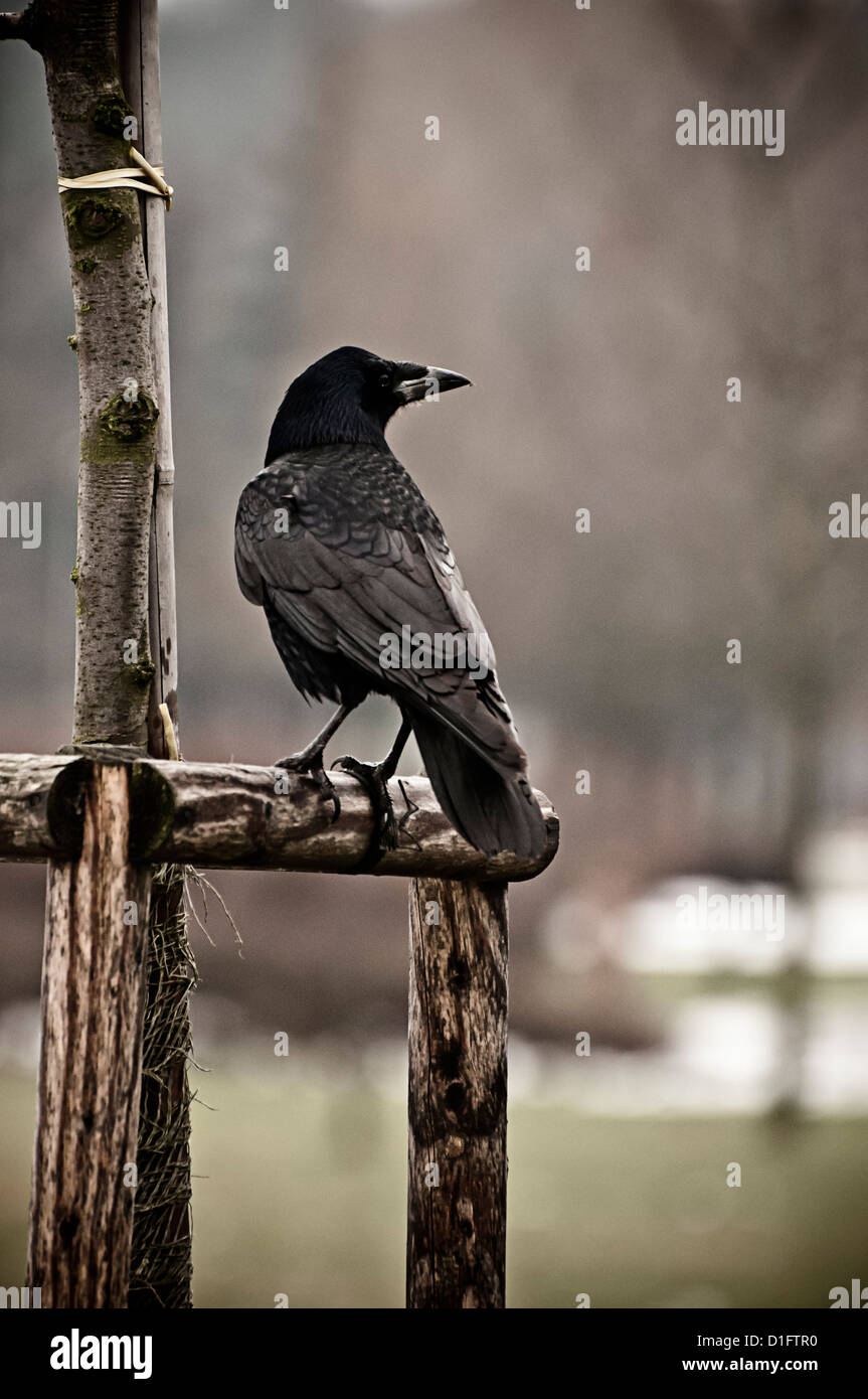 crow or Corvus Stock Photo - Alamy
