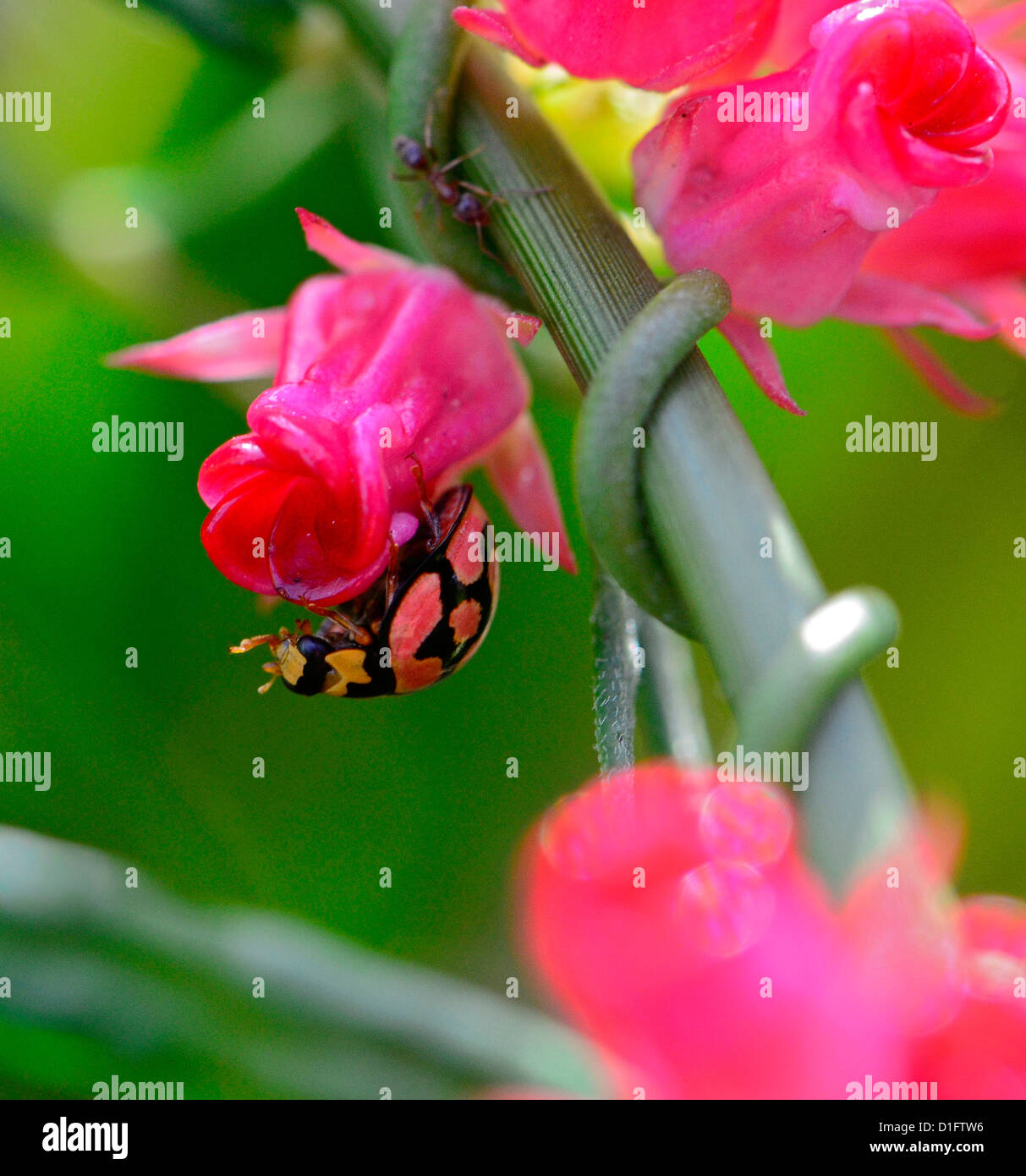 Insects Africa Flower High Resolution Stock Photography and Images - Alamy