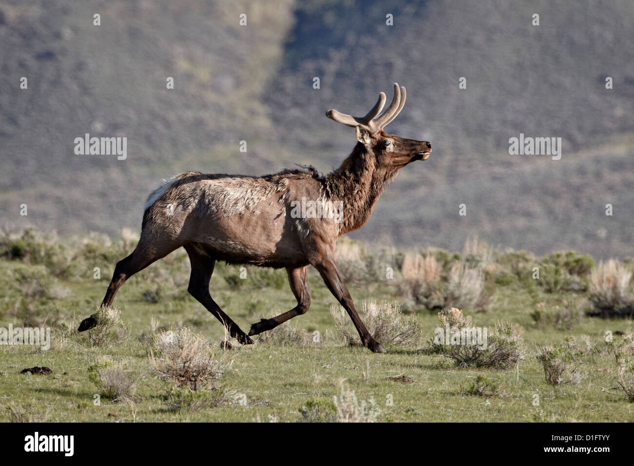 Bull elk (Cervus canadensis) in velvet running, Yellowstone National ...