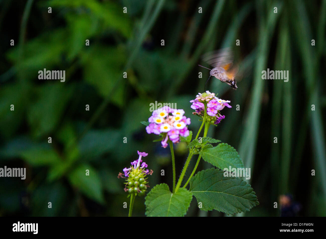 Hummingbird at Work Stock Photo - Alamy