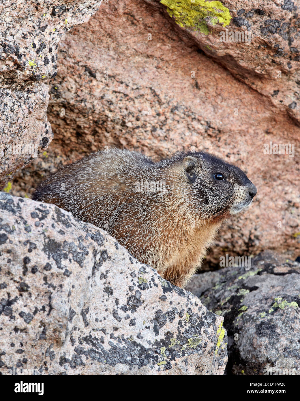 Yellow-bellied marmot (yellowbelly marmot) (Marmota flaviventris ...