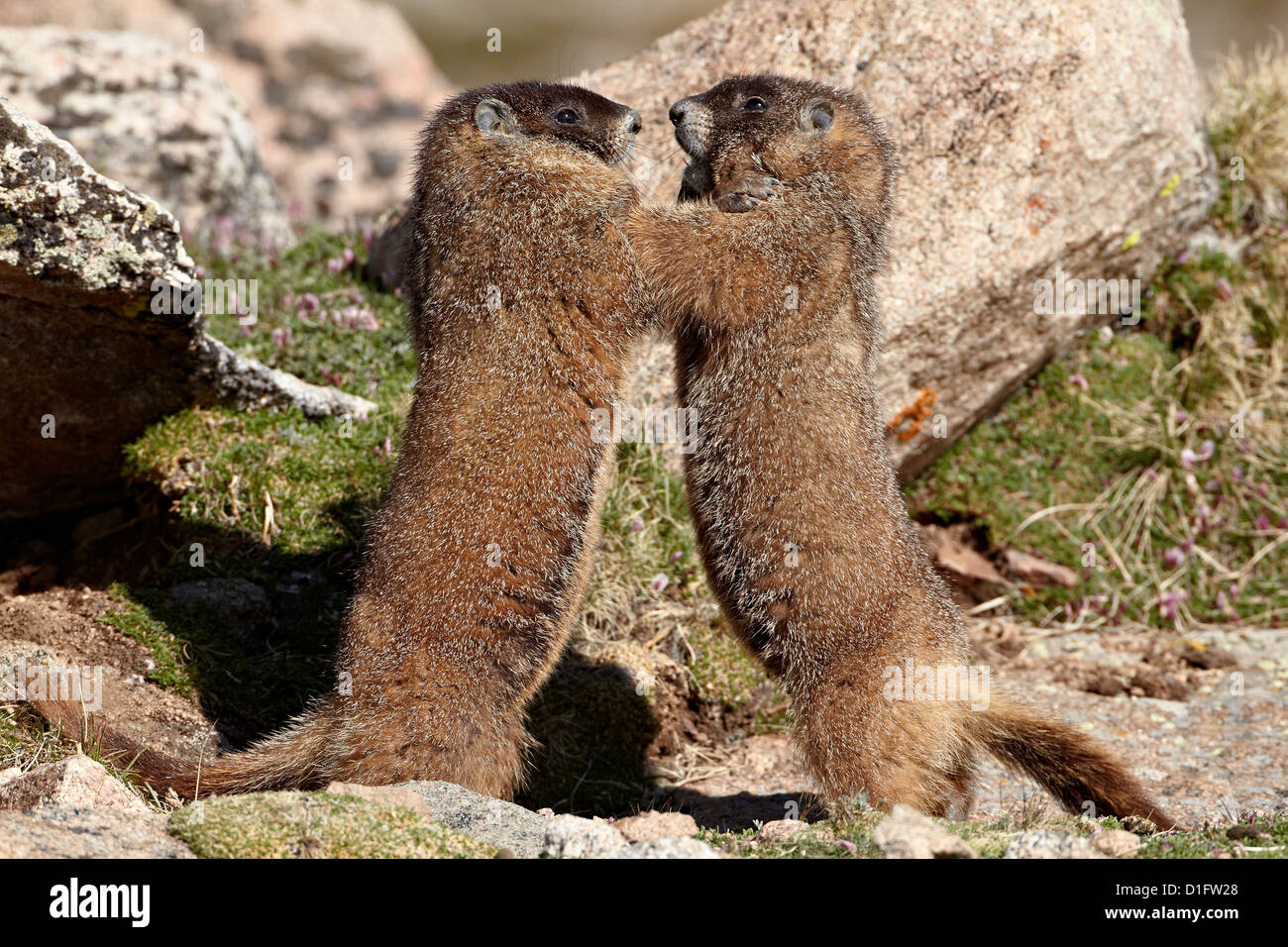 Two yellow-bellied marmot (Marmota flaviventris) sparring, Mount Evans ...