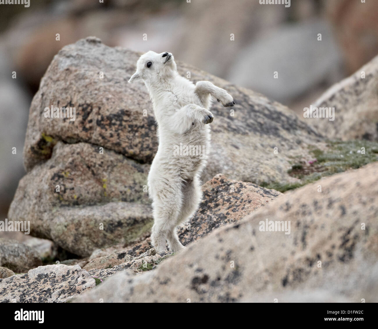 Goat legs hi-res stock photography and images - Alamy