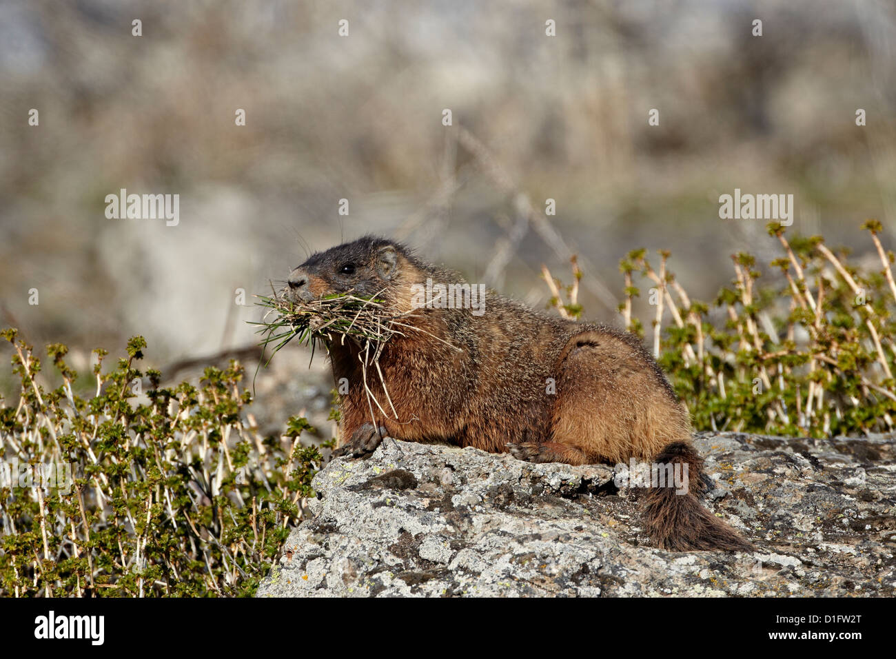 Yellow-bellied marmot (yellowbelly marmot) (Marmota flaviventris) with ...